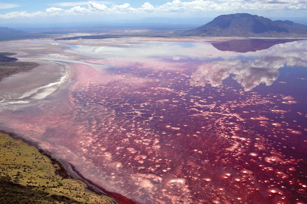 Lake Natron Endangered Animals Explore Lake Natron | Tanzania Safaris