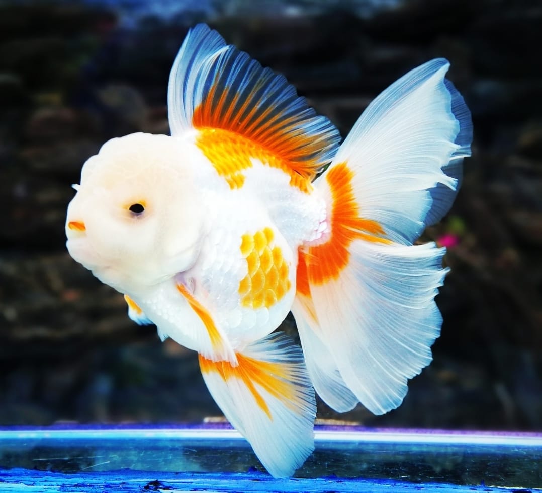White Oranda Goldfish