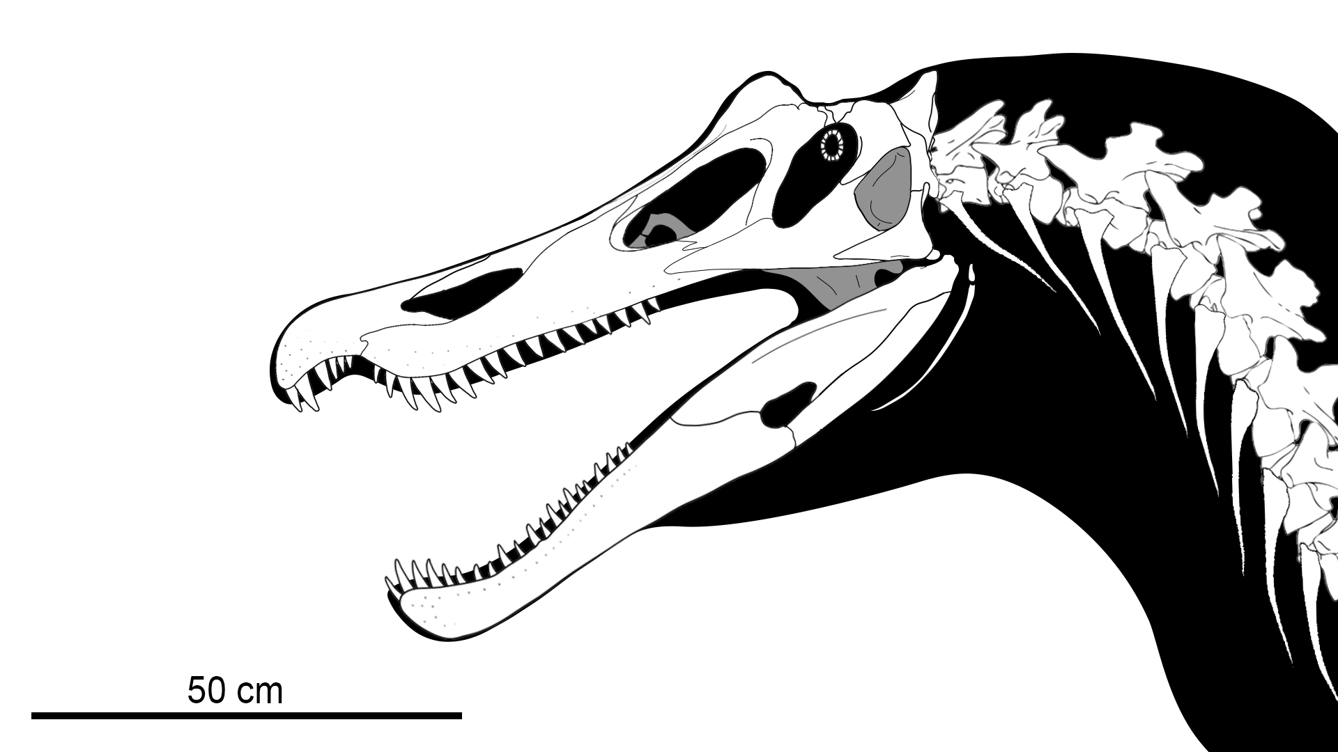 Baryonyx Skull