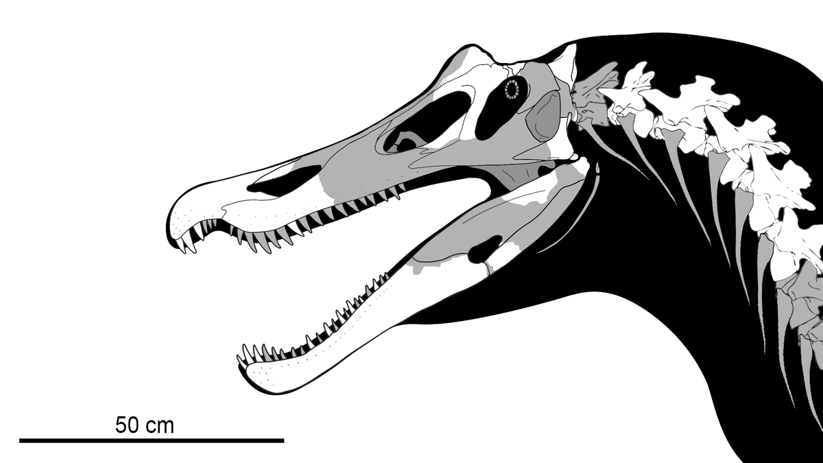 Baryonyx Skull
