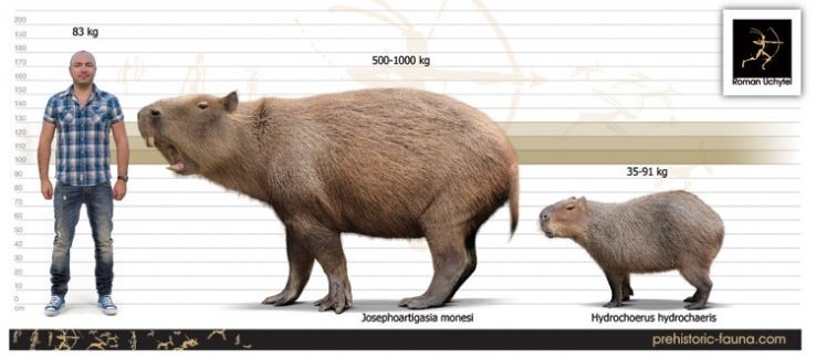 Capybara Size Comparison