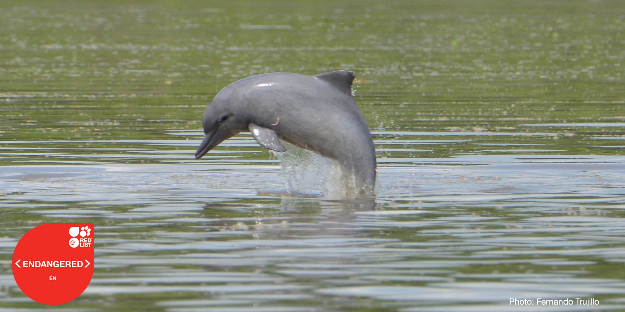 Endangered Dolphins List