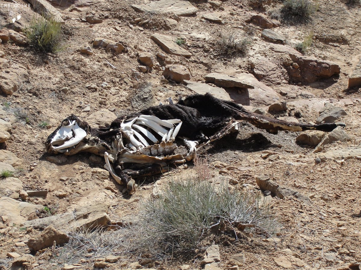 Skinwalker Ranch, Utah, United States of America: "Divide...Distract ...