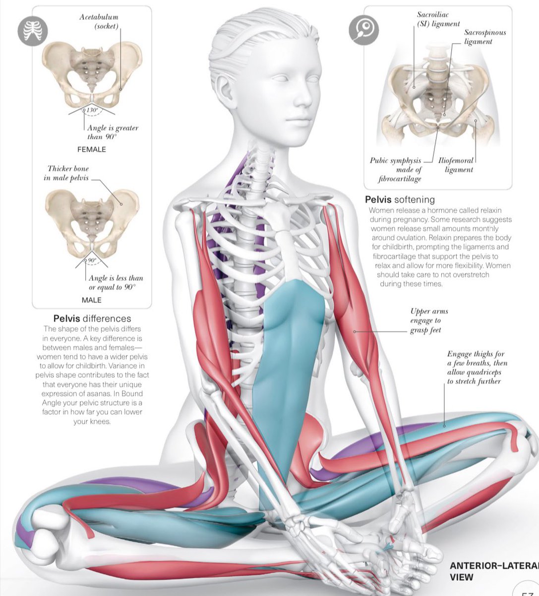 Baddha Konasana Anatomy