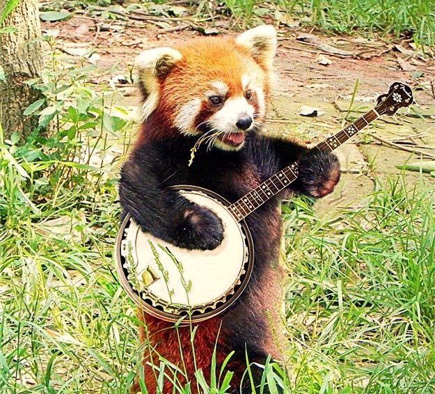 Playing Red Panda