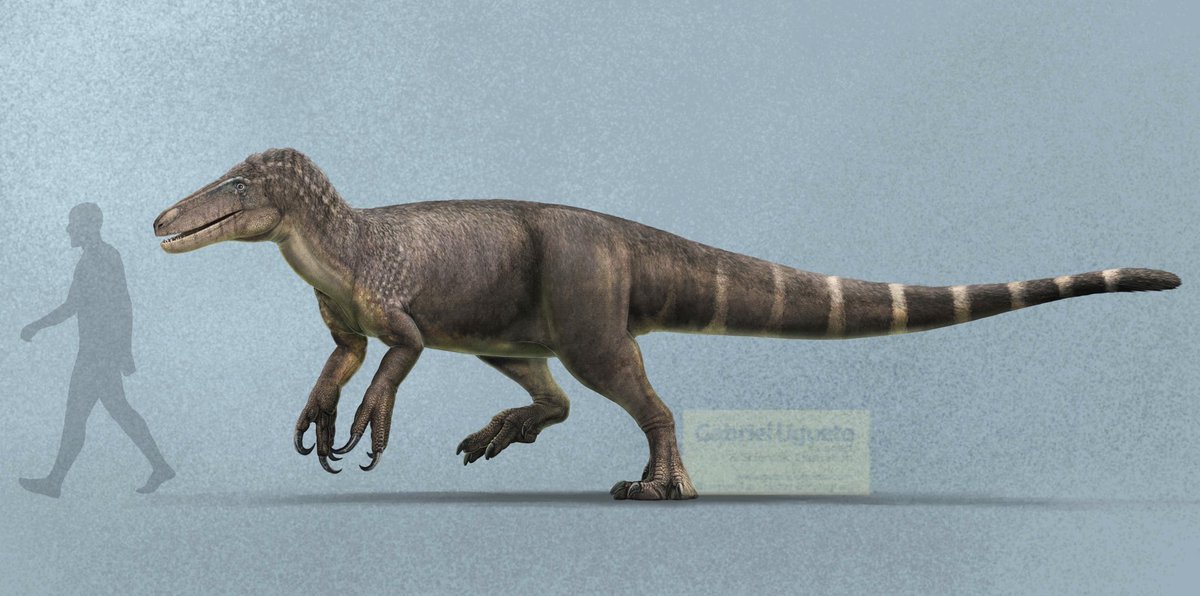 Megaraptor Claw