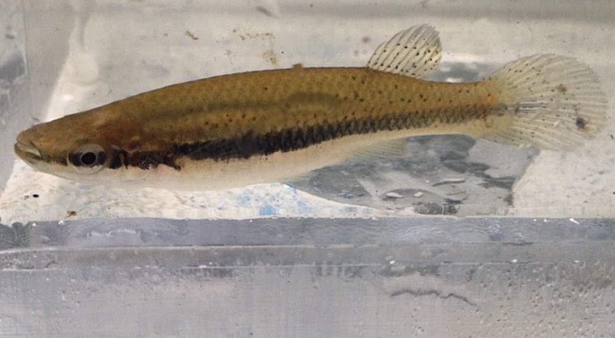 Blackspotted Topminnow