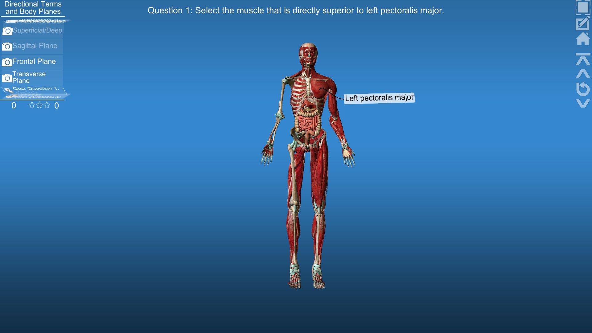 Anatomical Directional Terms