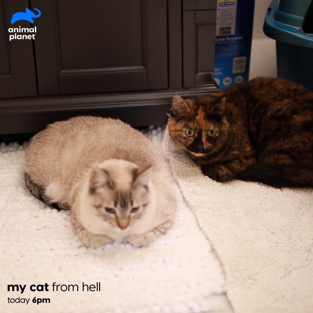 My Cat From Hell Animal Planet