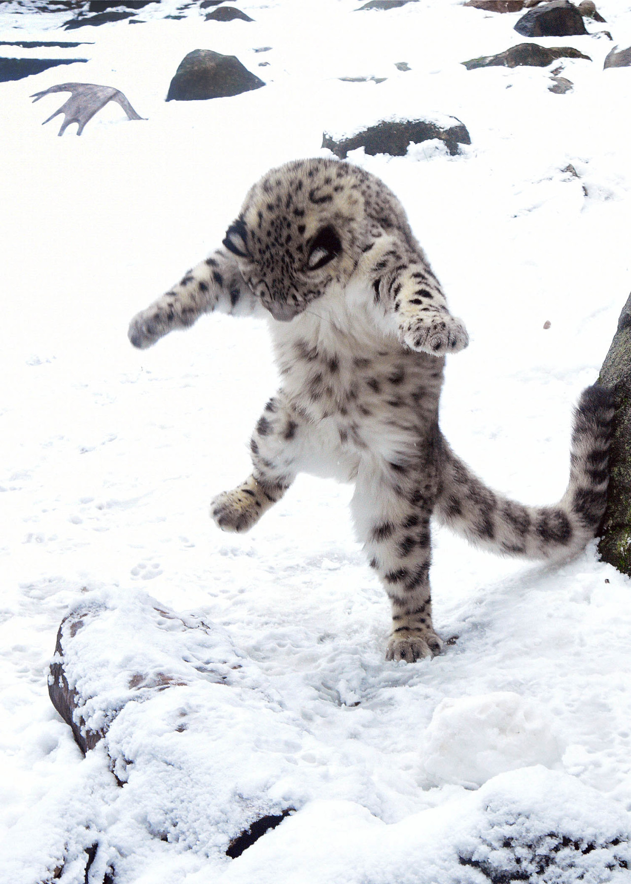 Snow Leopard Life Cycle PPT Making The Allison Maher Stern Snow