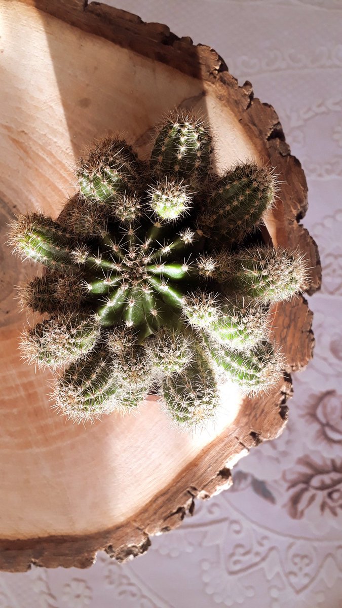 Mehmet Şahan (@Msahan_Official) | Twitter