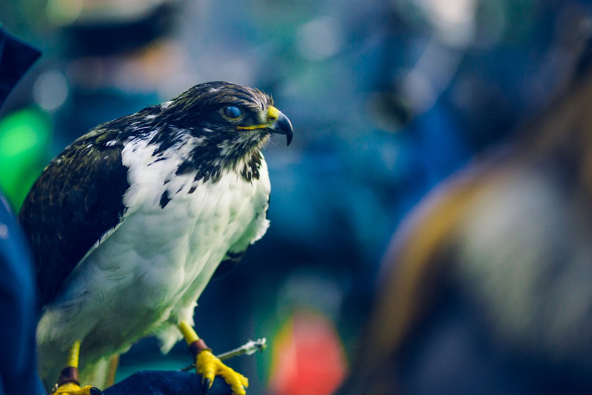 Seahawks Bird Mascot