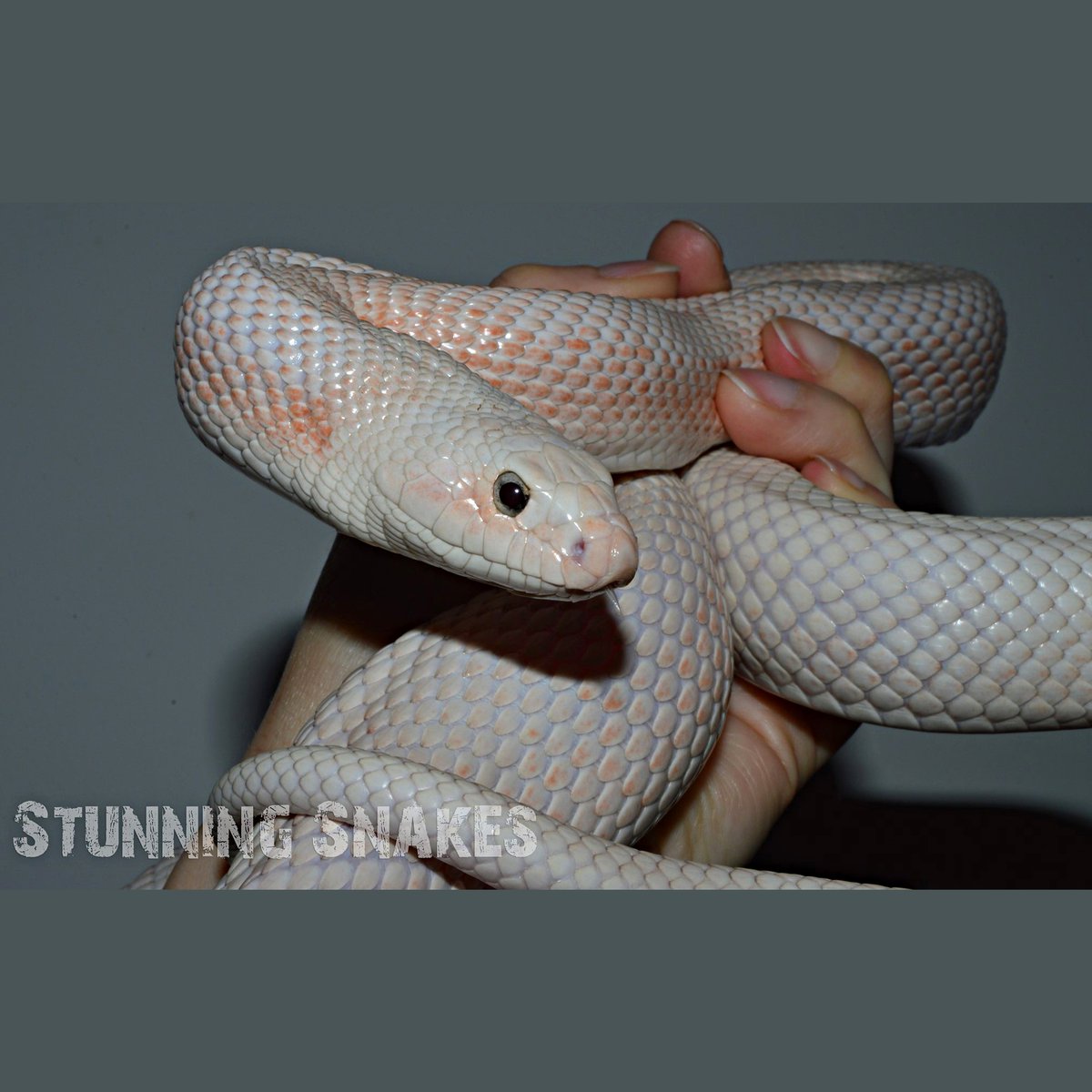 Leucistic Reptiles