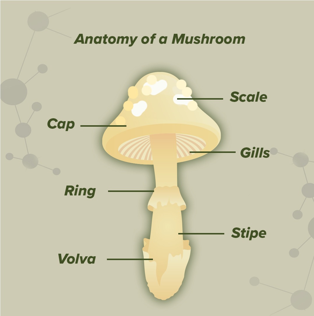Mushroom Diagram Labeled