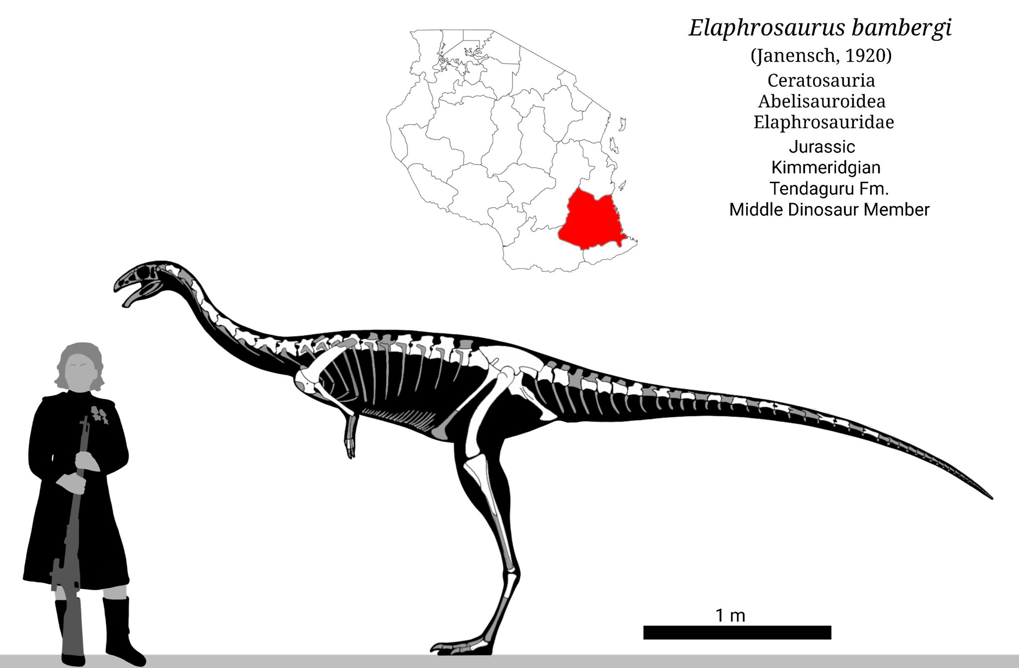 Elaphrosaurus