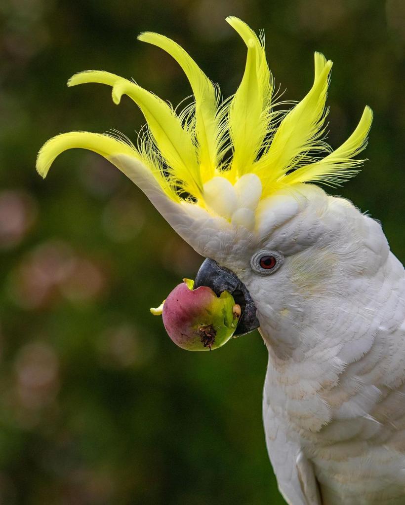 Sulfur Crested Cockatoo