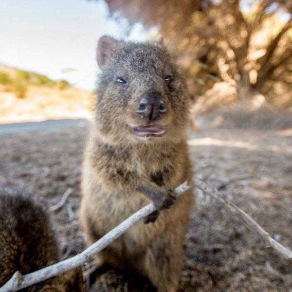 Angry Quokka
