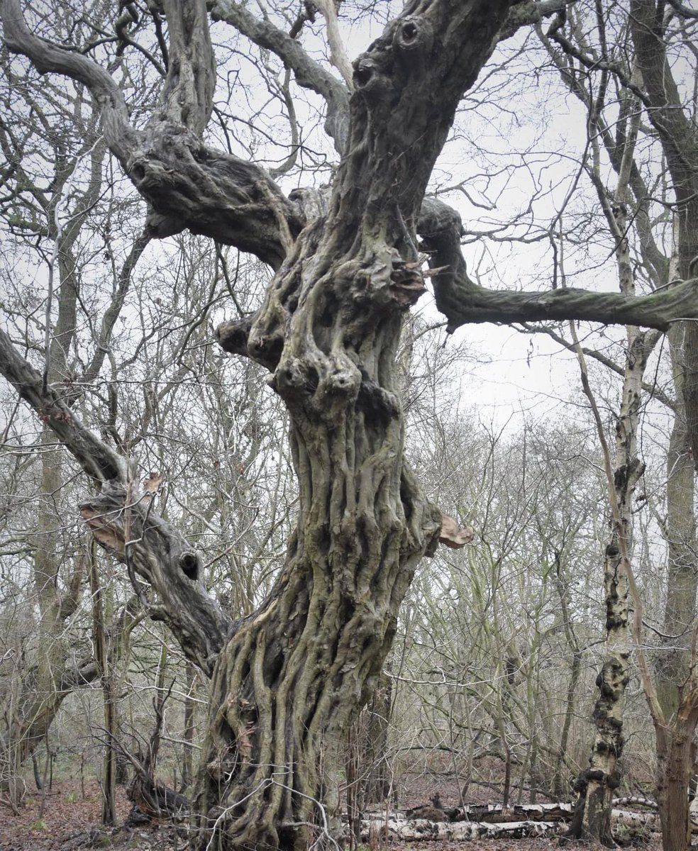 Dryad Tree Spirit
