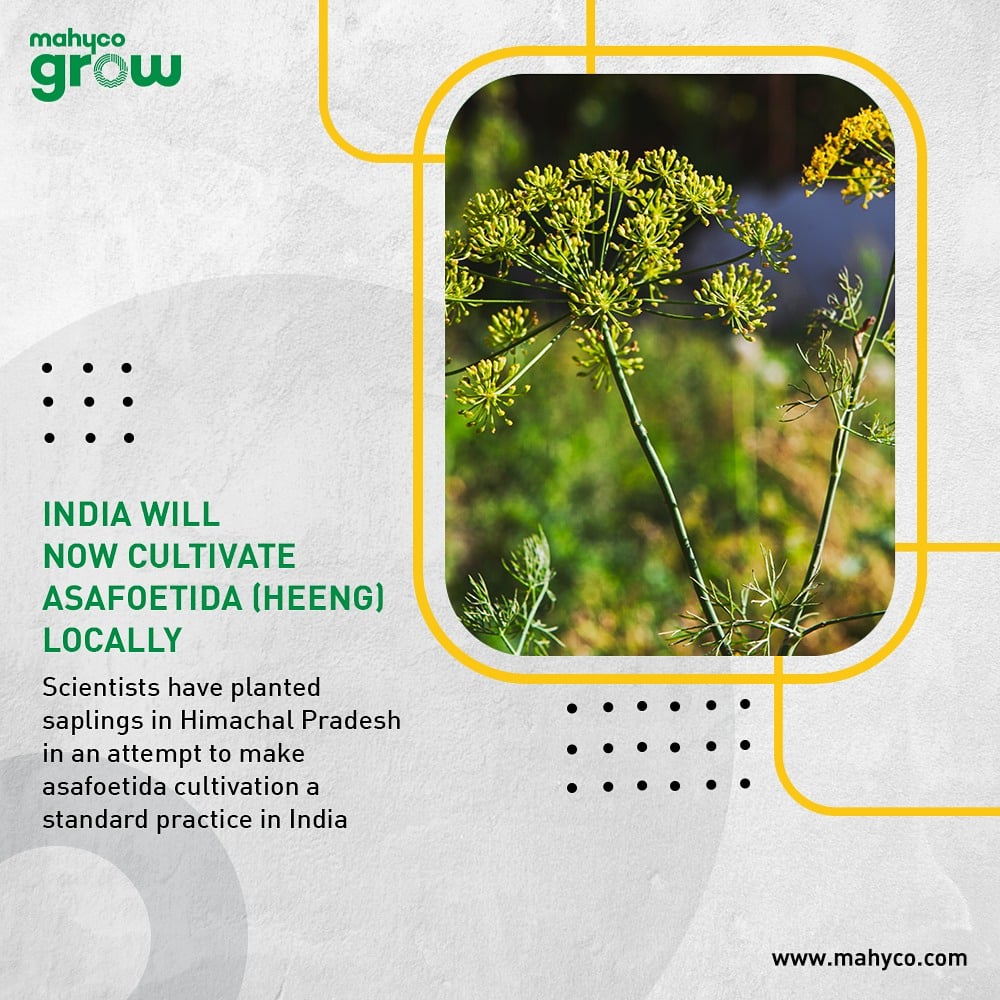 Asafoetida Plant Cultivation