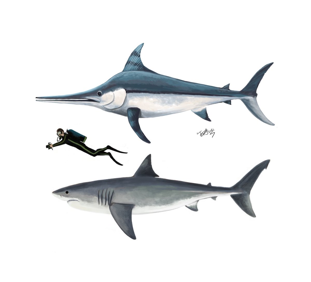 Swordfish Fighting Shark