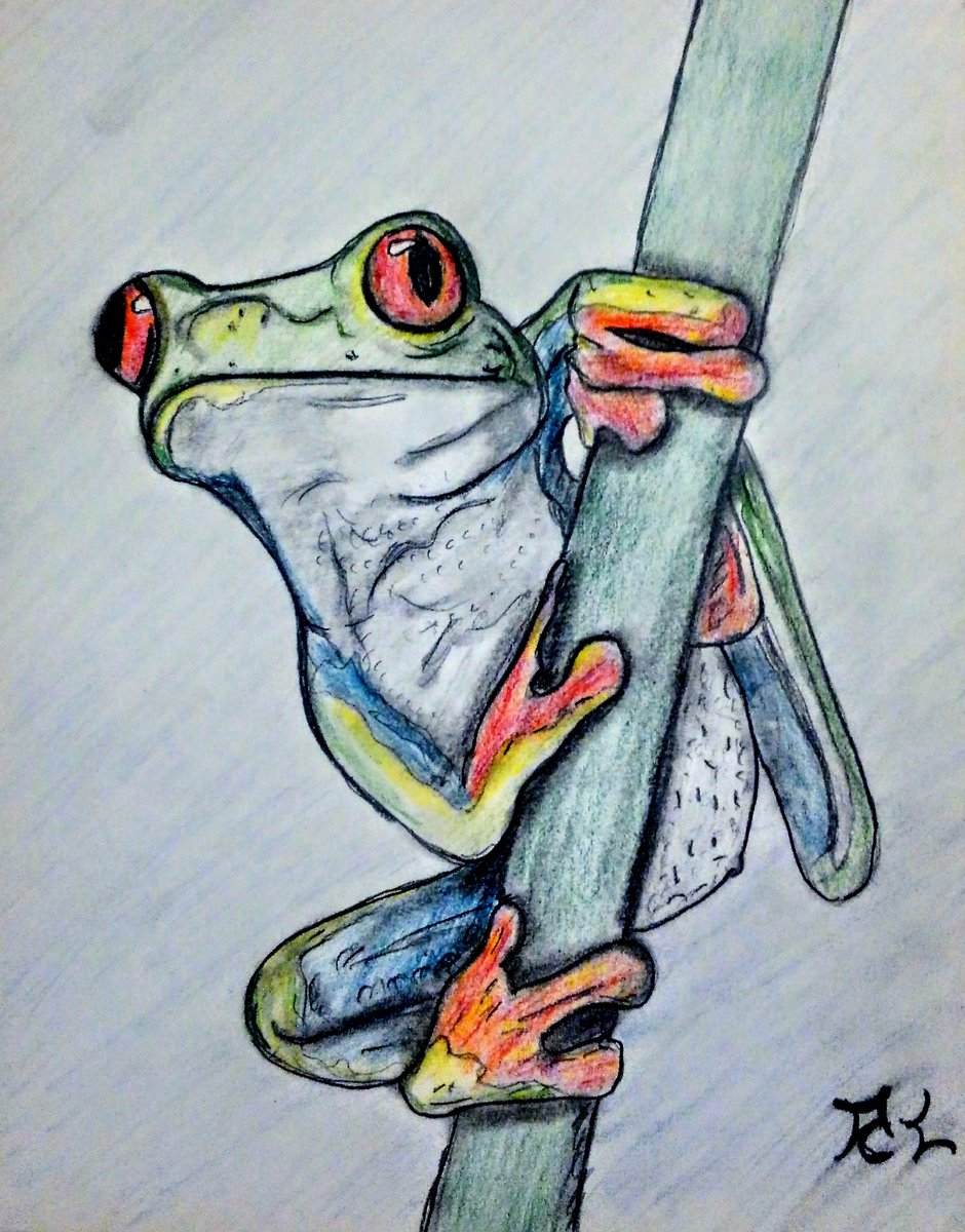 Frog Pencil Drawings