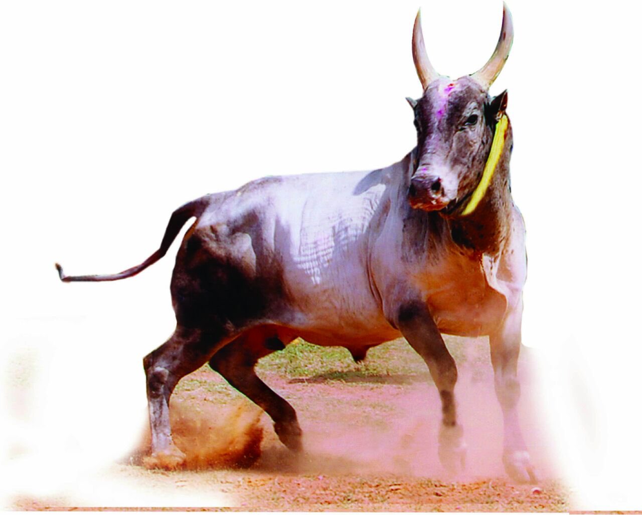 Jallikattu Kaalai Wallpapers
