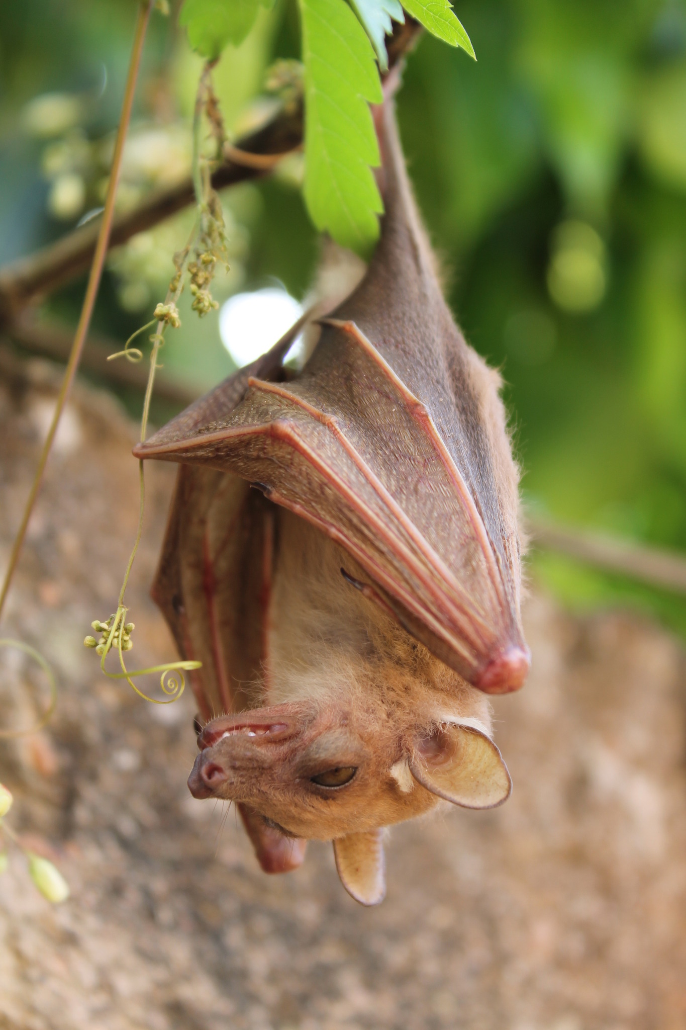 Dwarf Epauletted Bat