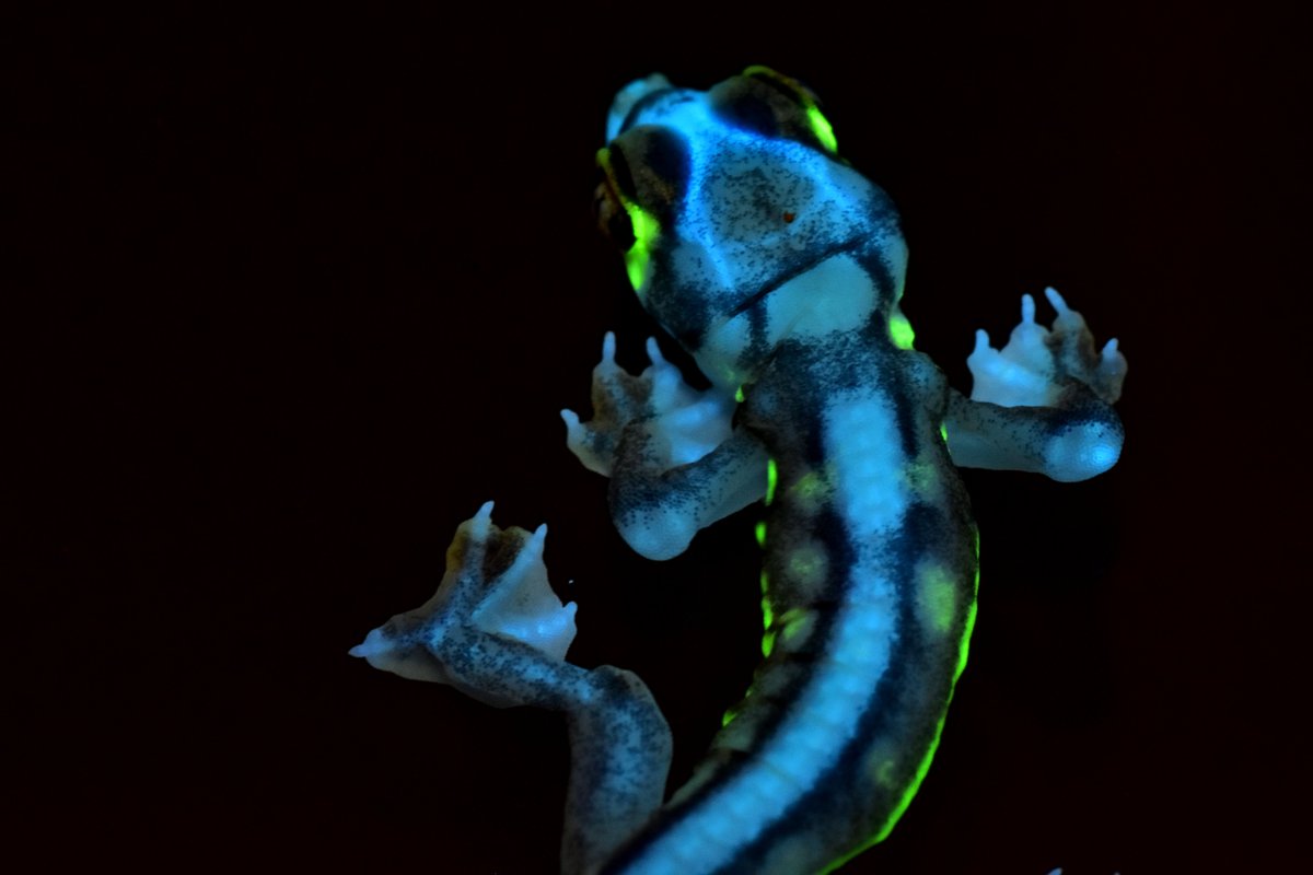 Desert geckos glow neon green in the moonlight, scientists discover ...