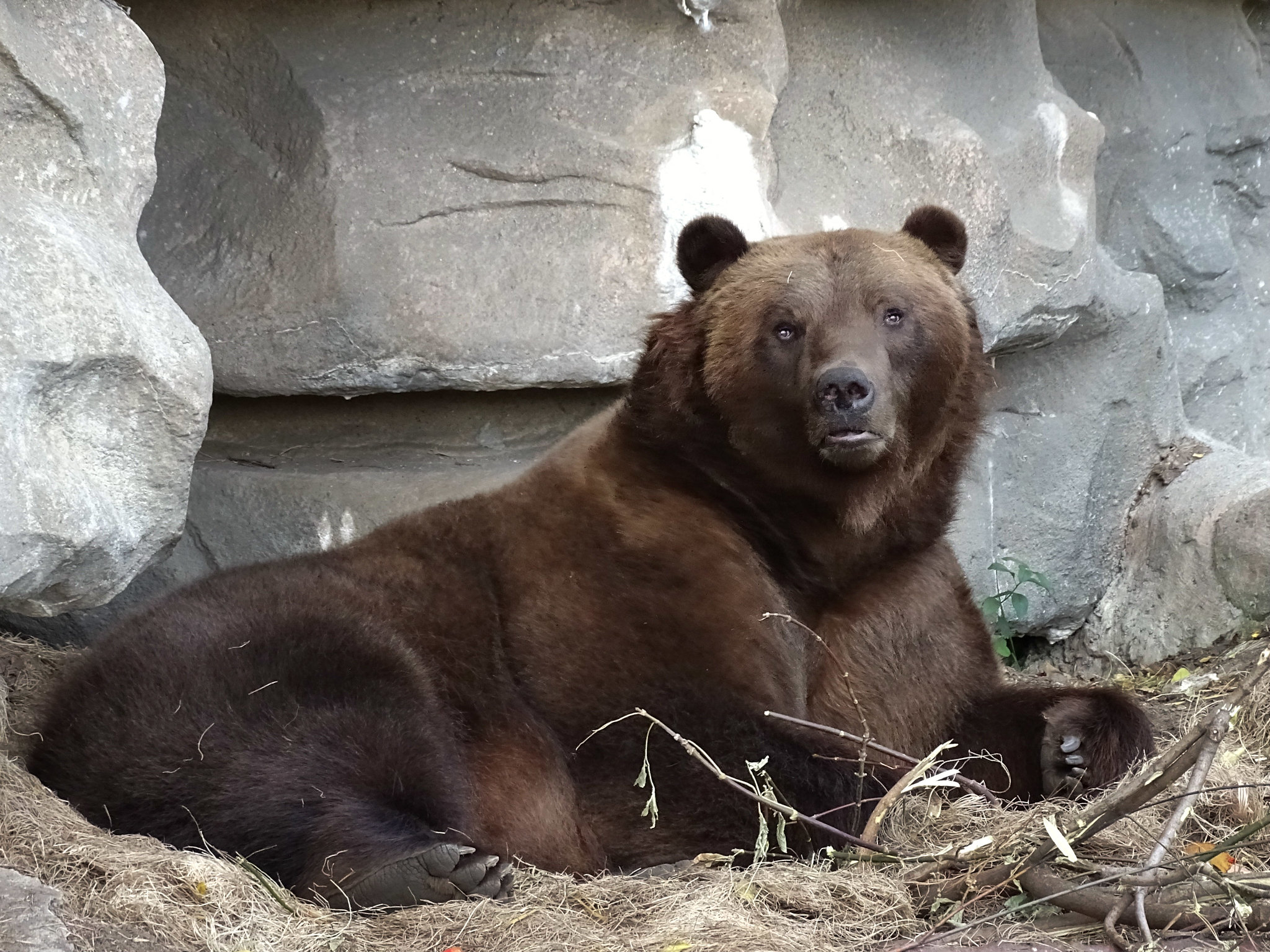 How Much Better Can A Bear Smell Than A Dog