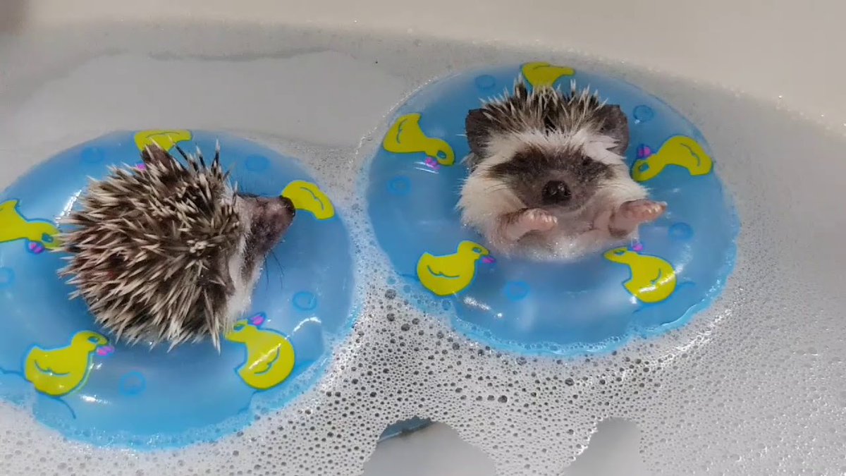 Hedgehogs Swimming