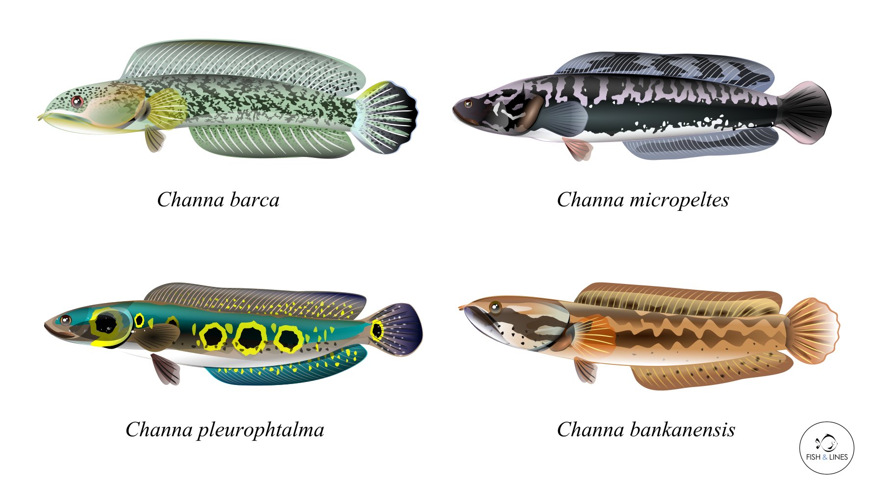 Channa Bankanensis