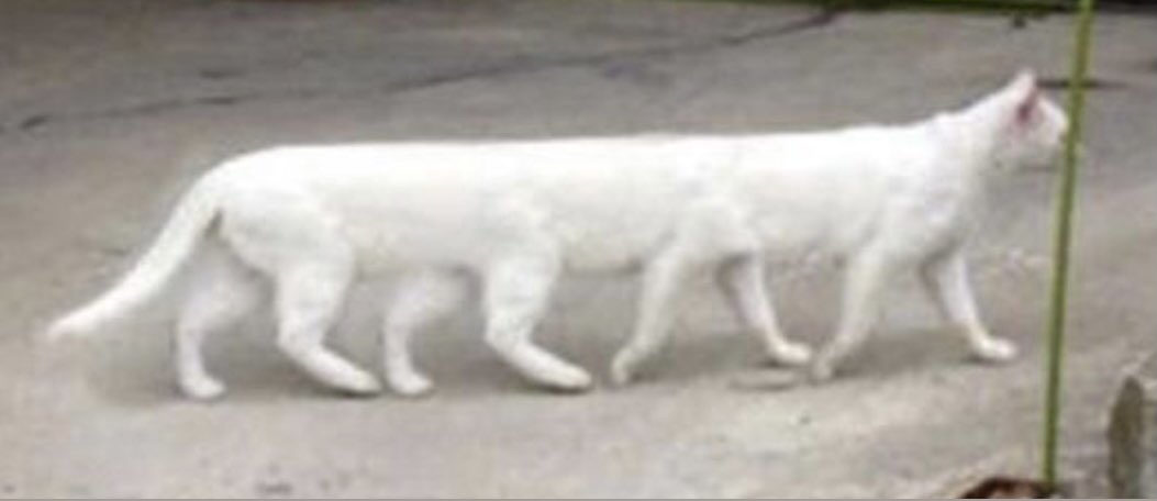 Meanwhile In Chernobyl Meme