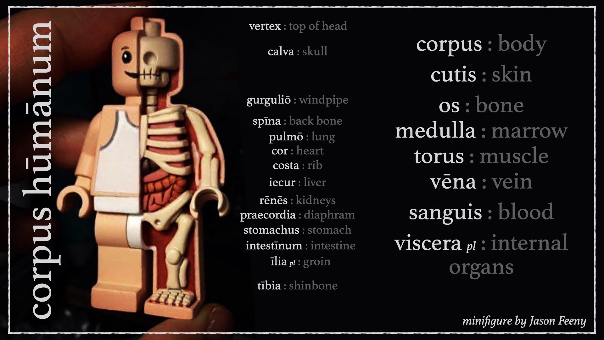 Legonium on Twitter: "corpus humanum : the human body labeled in Latin ...