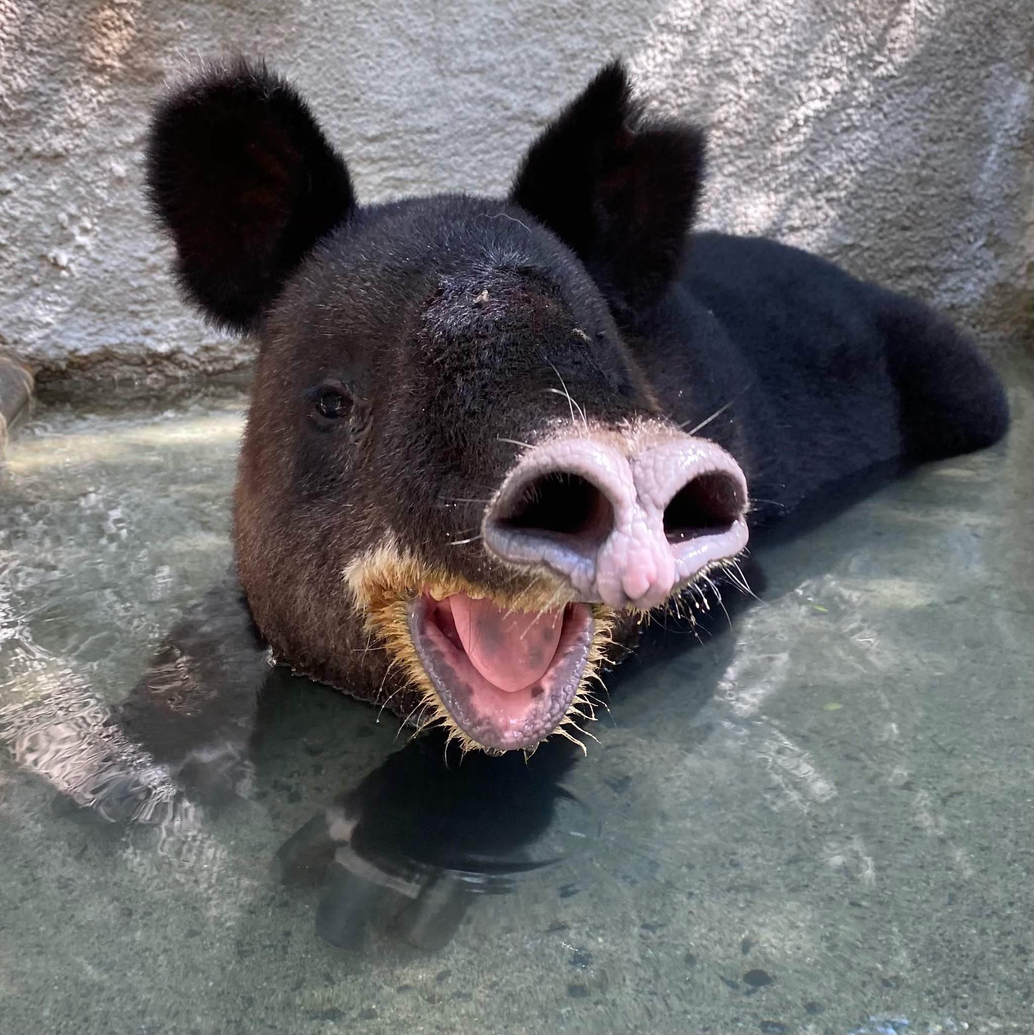 Tapir Smile