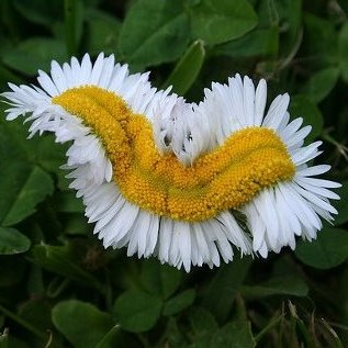 「mutated daisy ??? 」|a💤ulのイラスト