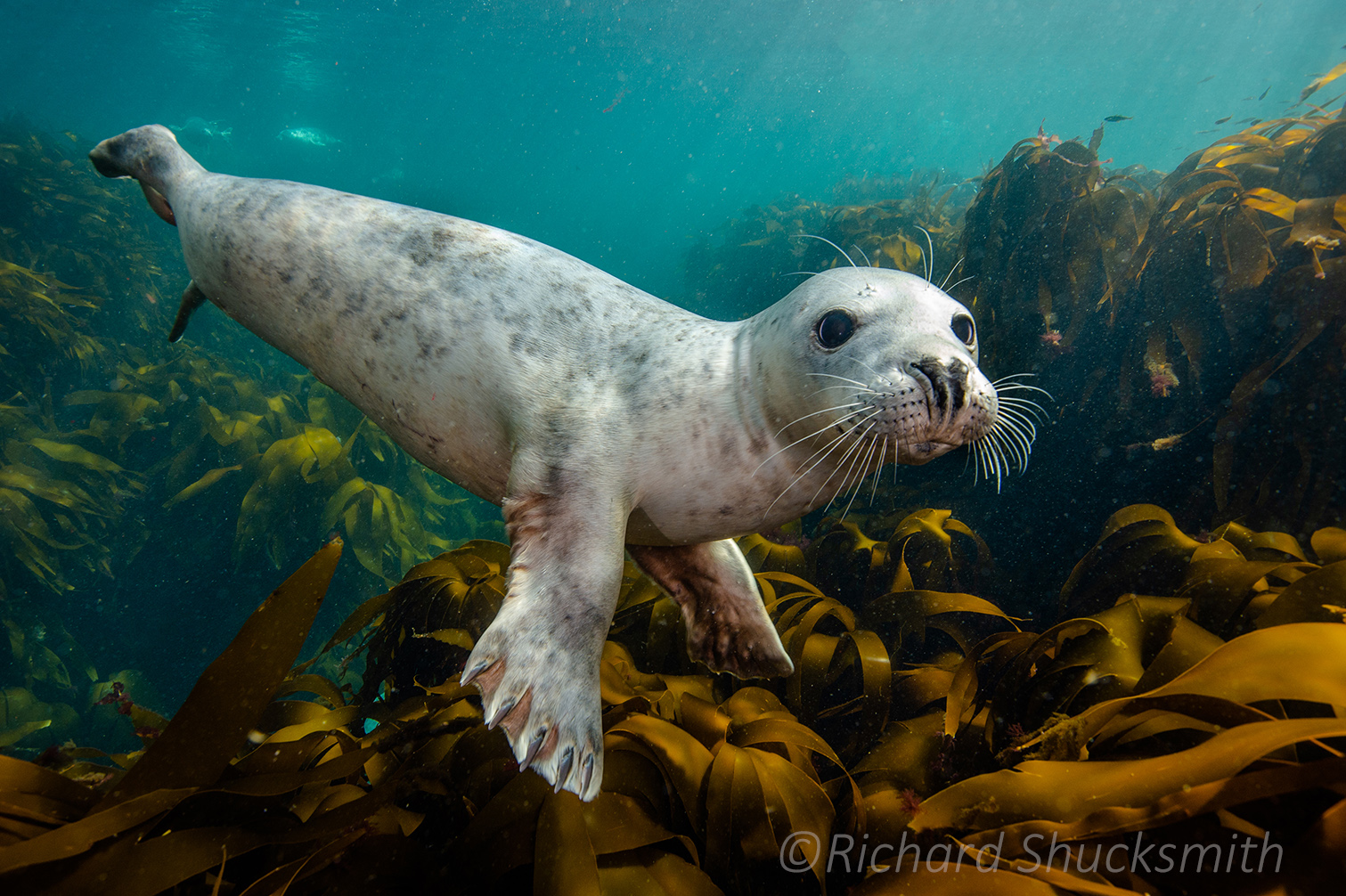 Seal Underwater