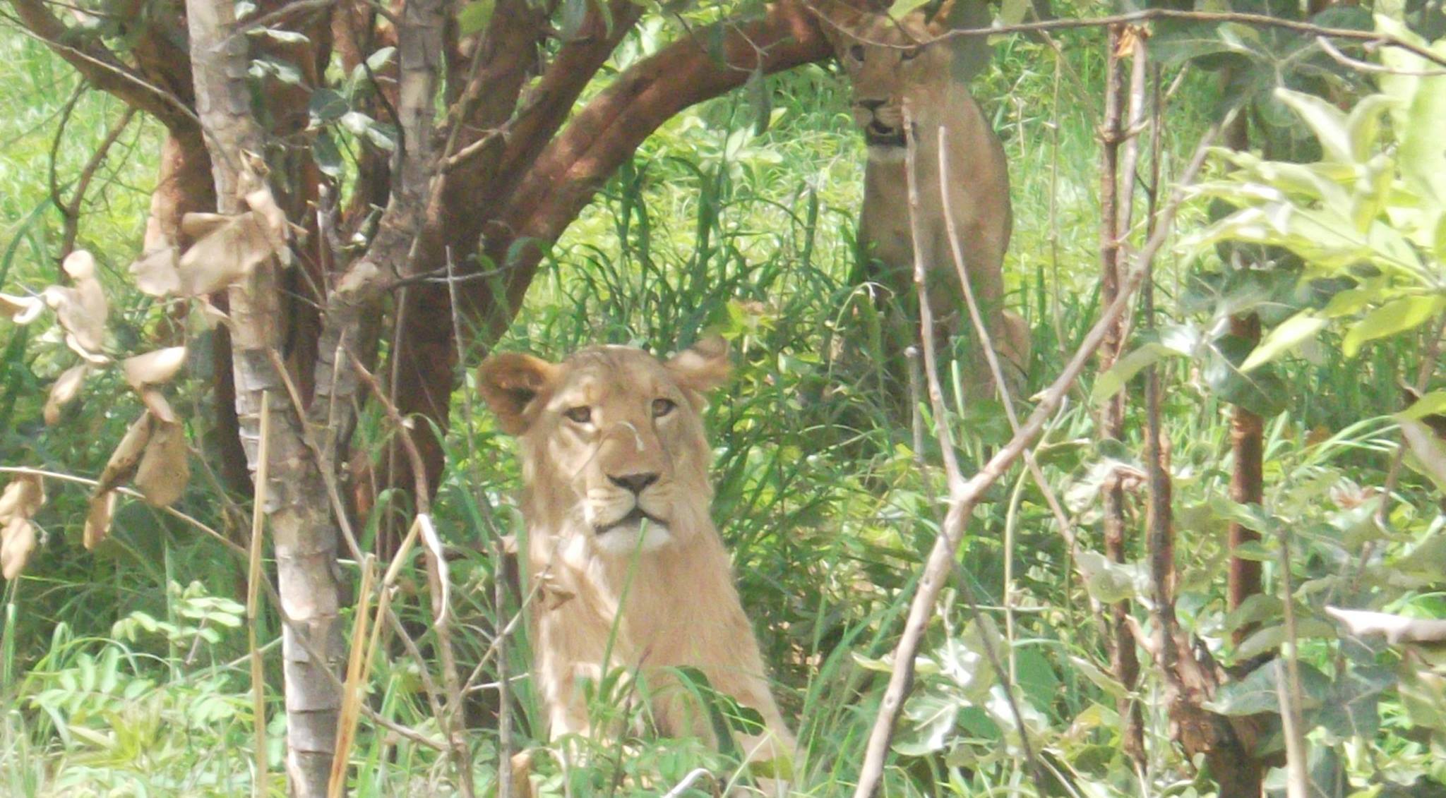 Yankari National Park