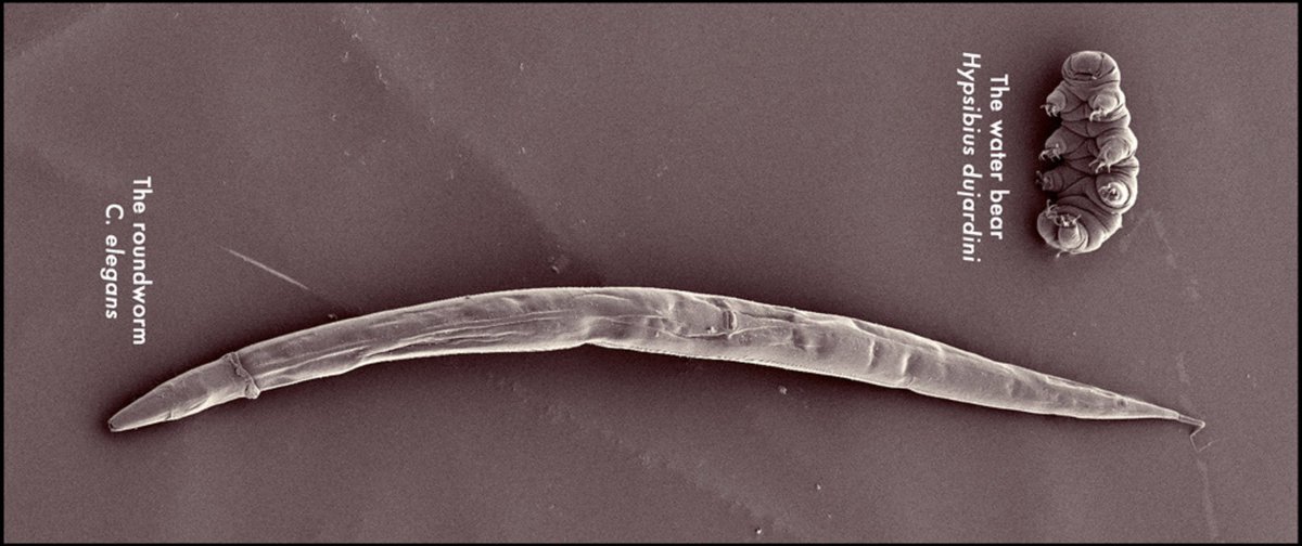 Water Bear Size Comparison