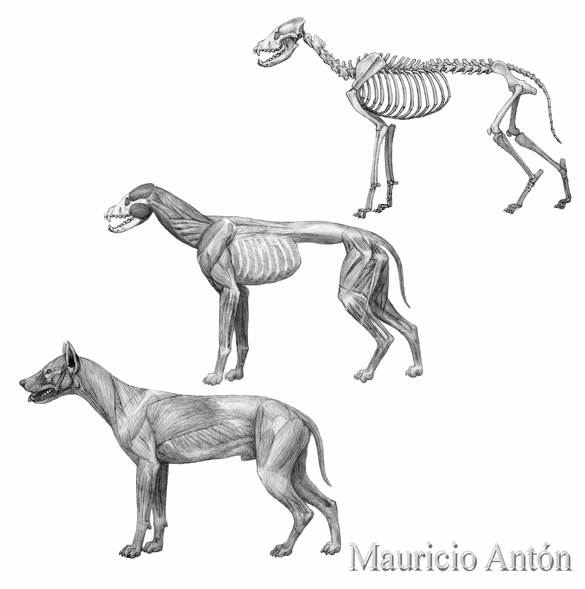 Wolf Head Muscle Anatomy