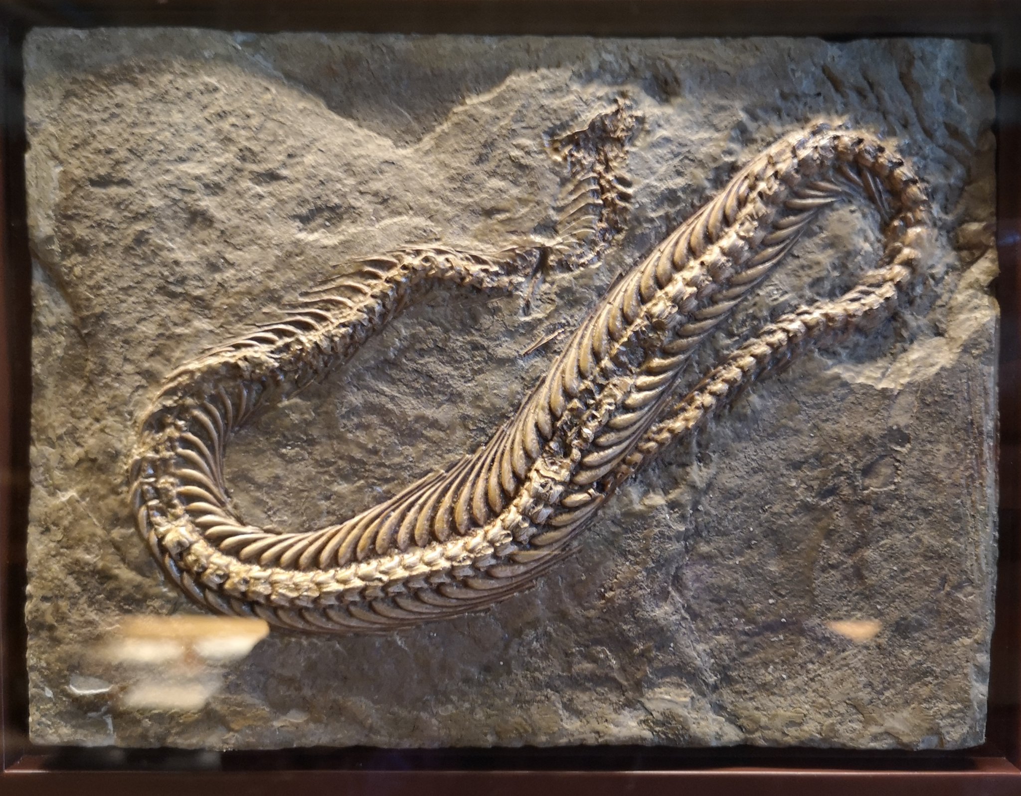 Prehistoric Snake Fossil