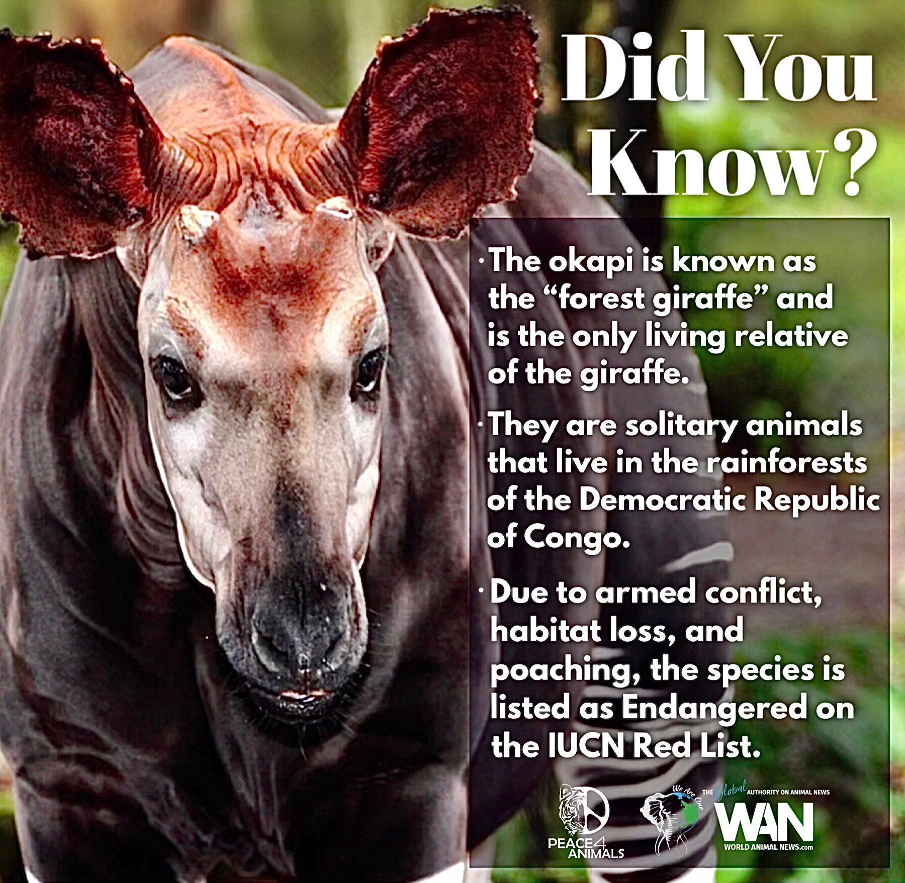 Okapi Endangered Animal Habitat Adaptations Facts Okapi Wikipedia