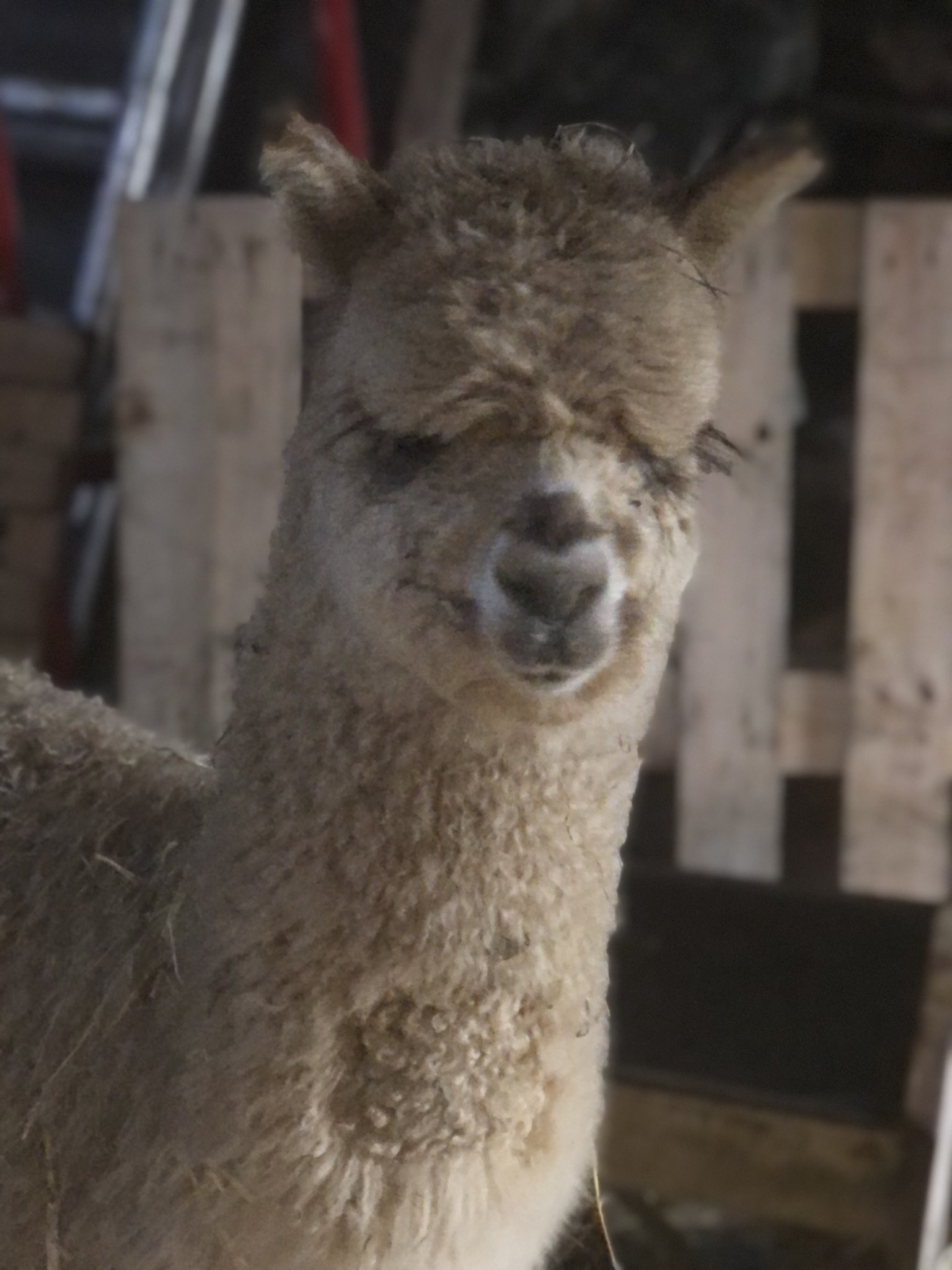 Alpaca Eyelashes