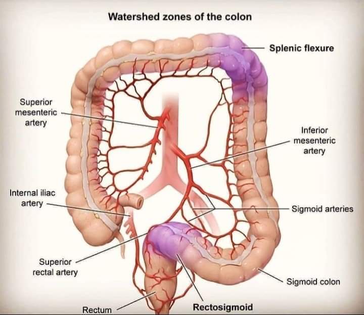 Marginal Artery Colon
