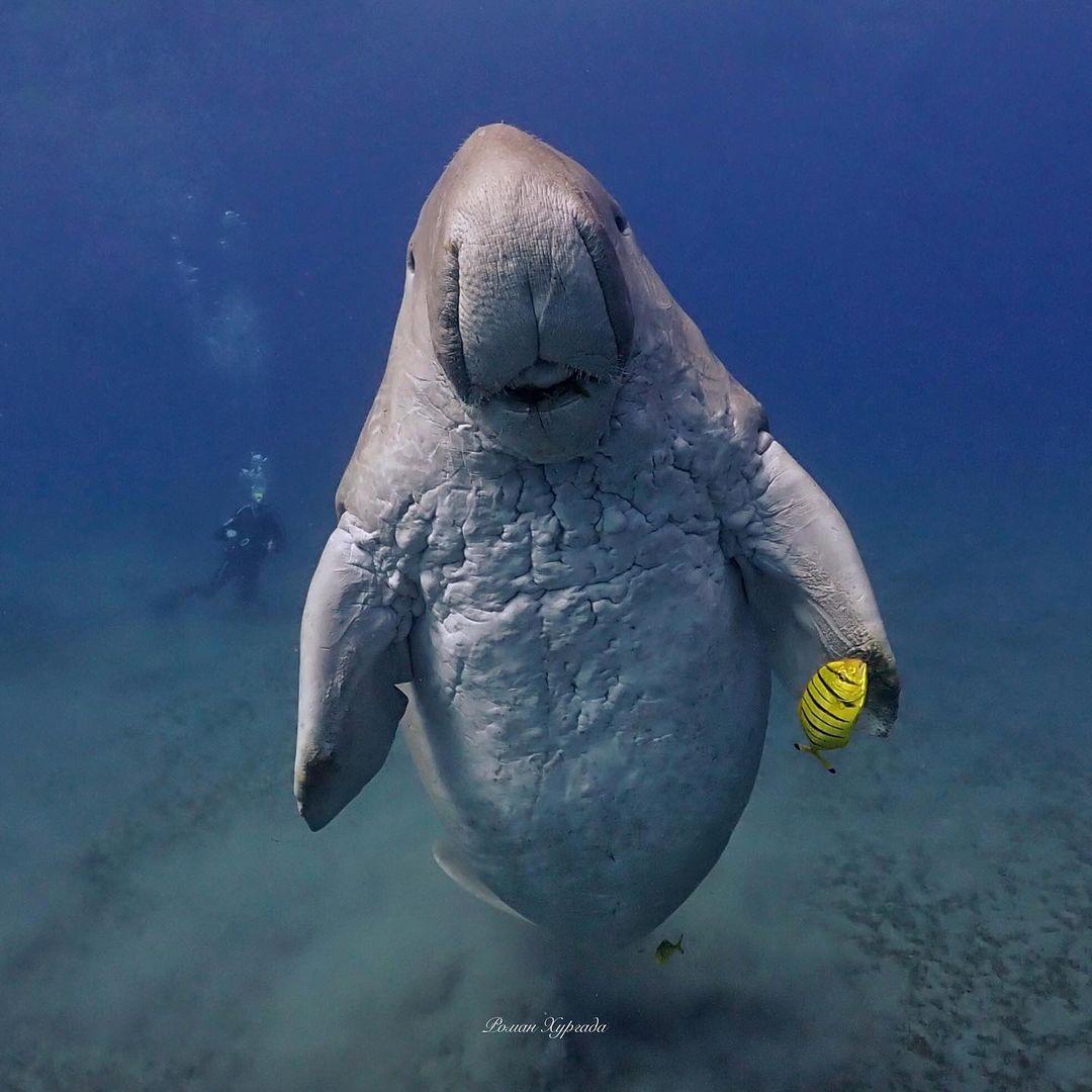 Dugong Vs Manatee