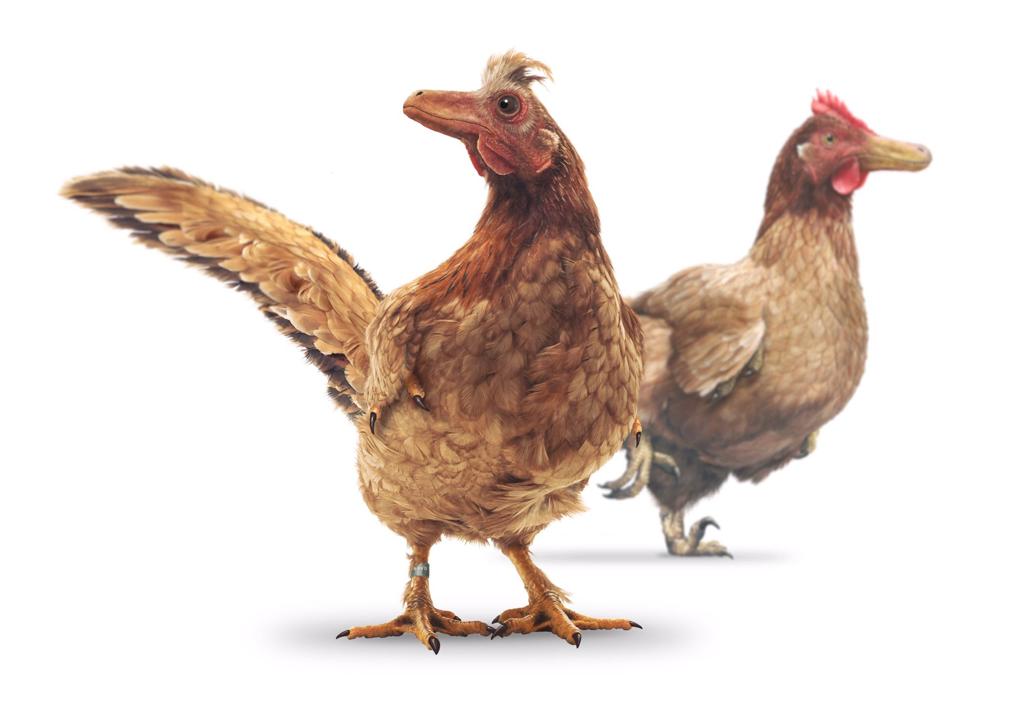 Genetically Modified Chicken Dinosaur Replying To @lukestone63 The