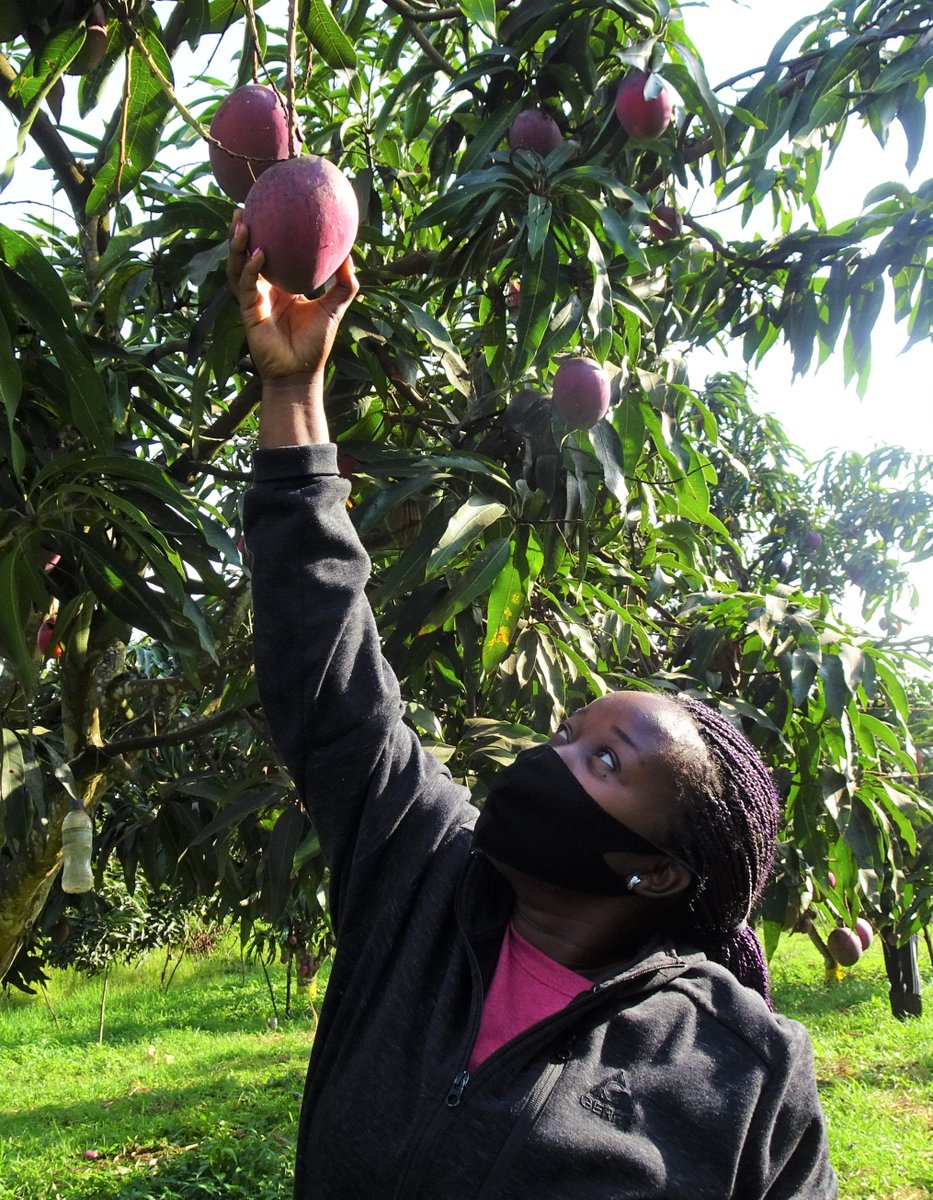 This week, RICA students harvested their mangoes, cabbages, sweet ...