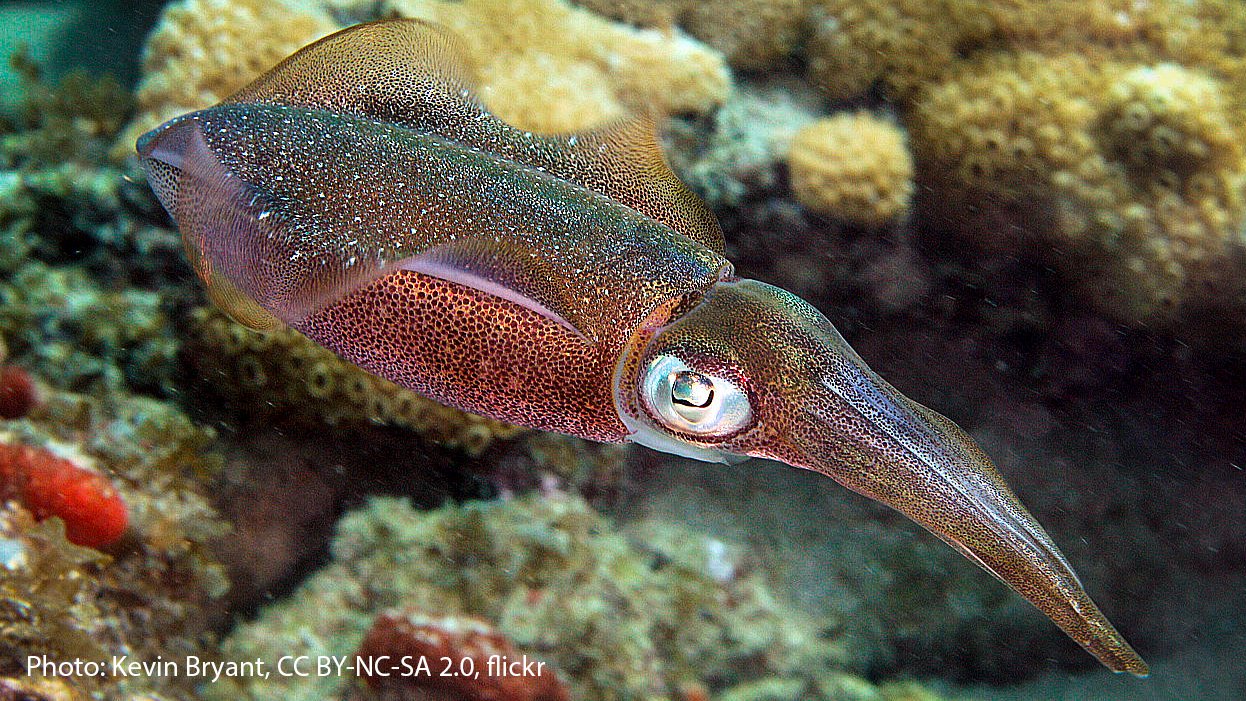 Coral Reef Squid