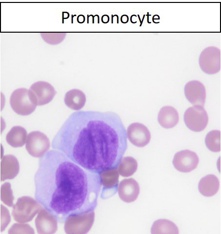 Promonocyte