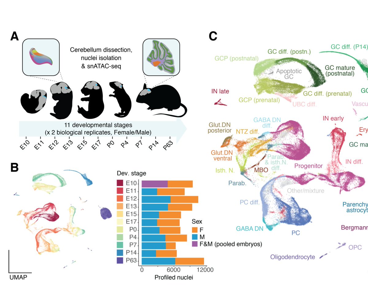 Kaessmann Lab's Threads – Thread Reader App