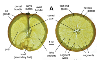 Fibonacci Sequence In Fruit